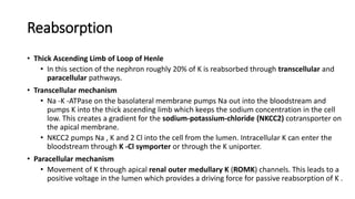 POTASSIUM PHYSIOLOGY.pptx