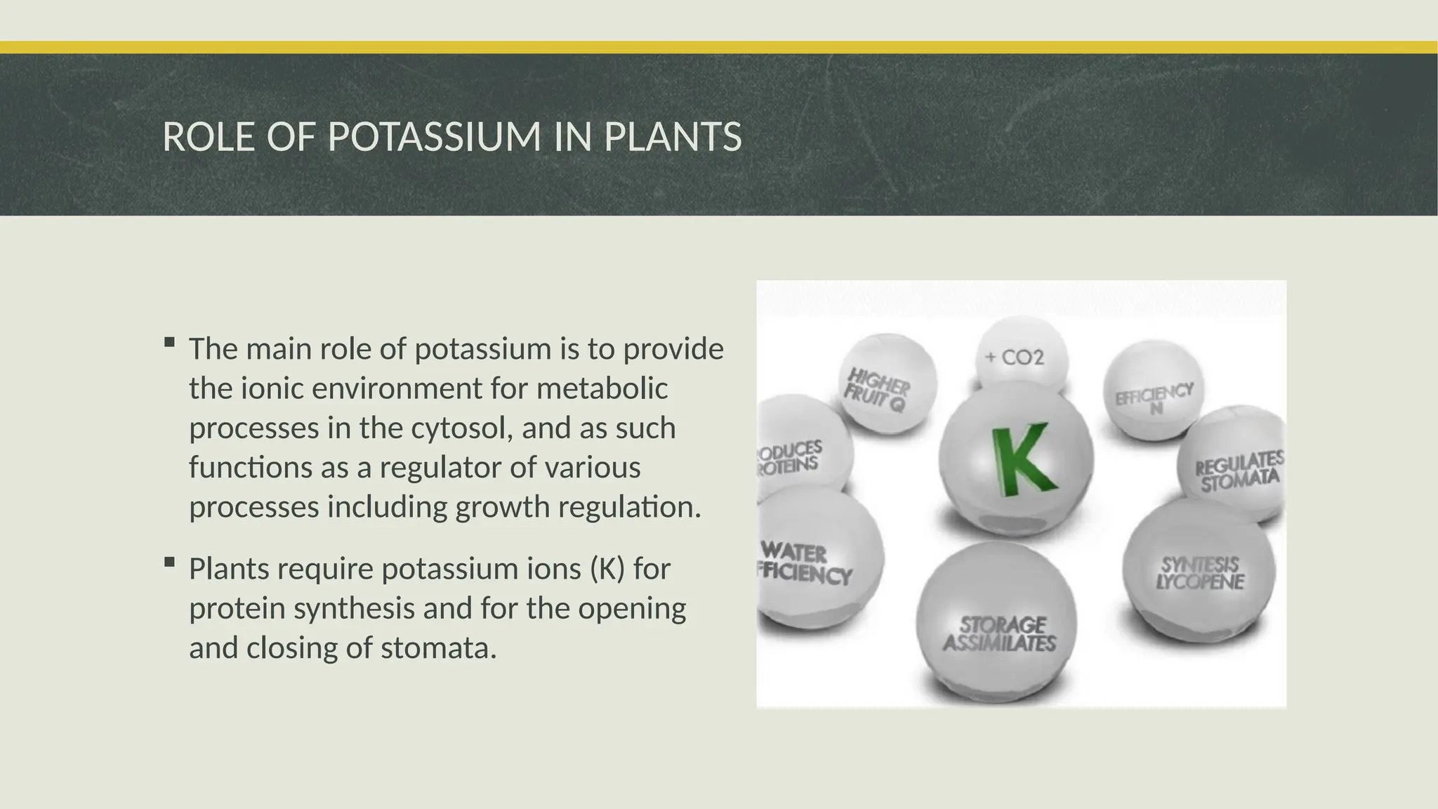 Potassium Role and Deficiency Symptoms.pptx