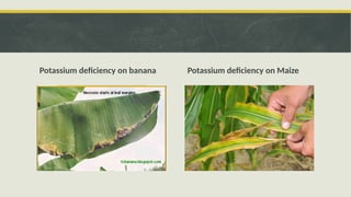 Potassium Role and Deficiency Symptoms.pptx