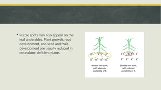 Potassium Role and Deficiency Symptoms.pptx