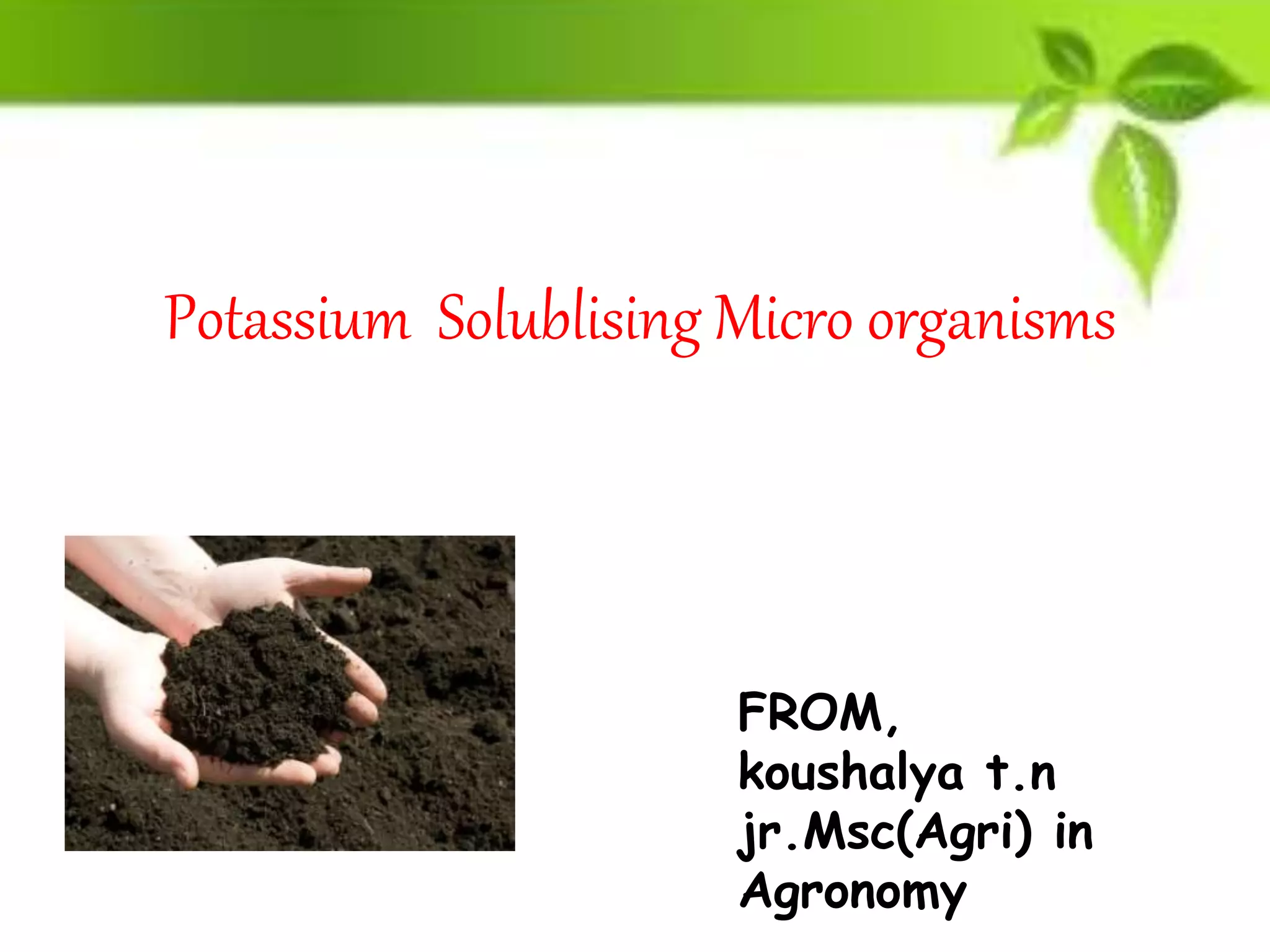 Potassium solublising micro organisms | PPTX
