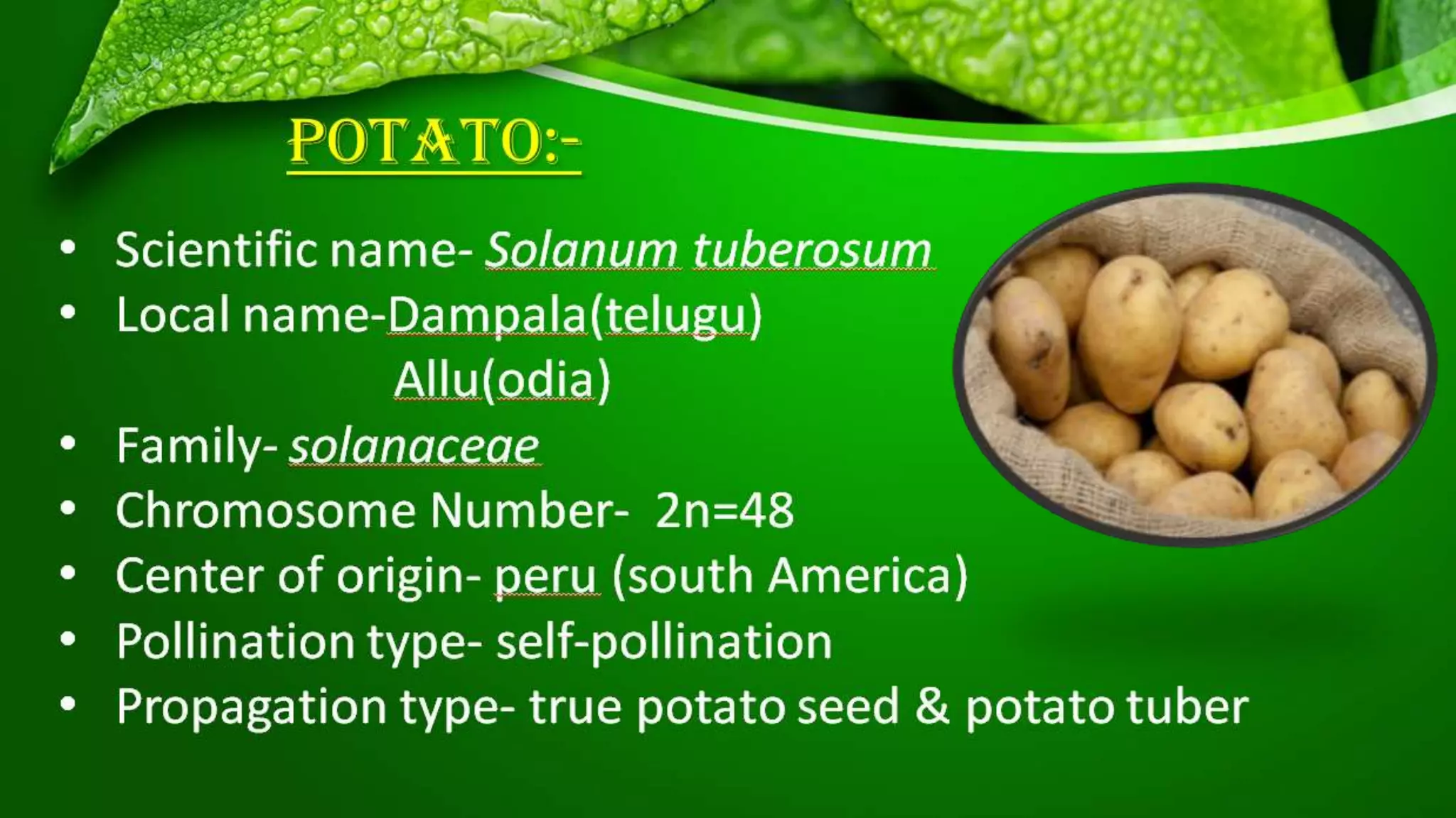 Breeding methods of potato | PPTX