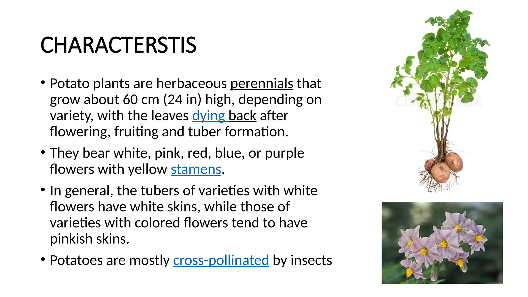 POTATO-1.pptx......................................... | PPTX