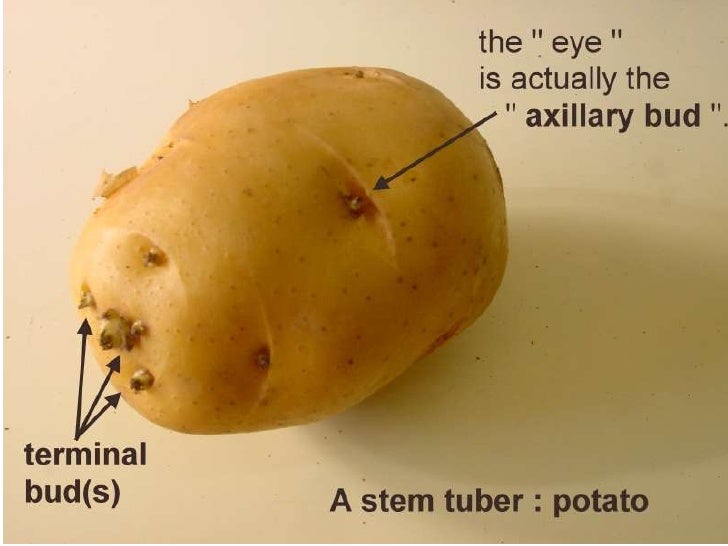 Potato (Agricultural Science)