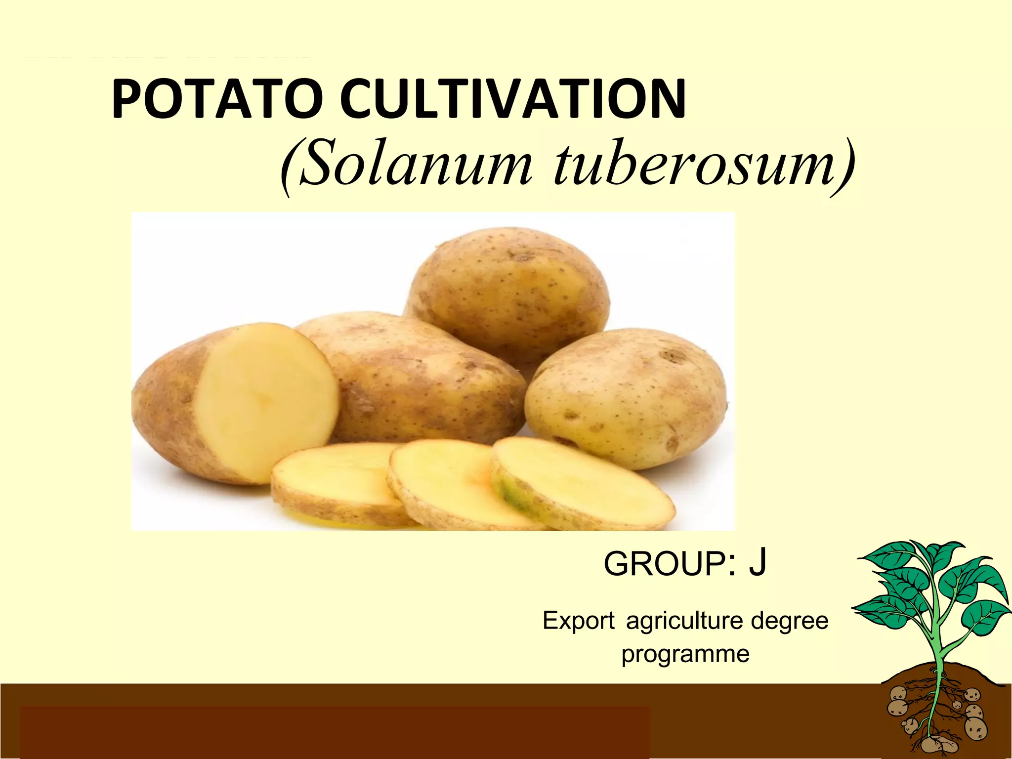 Potato | PPT