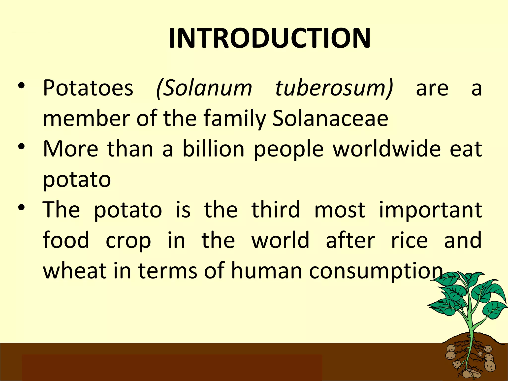 Potato | PPT