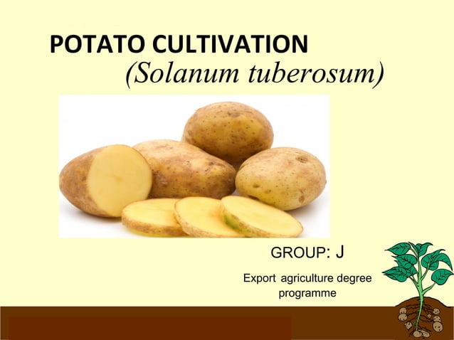 Potato | PPT | Agriculture | Industries