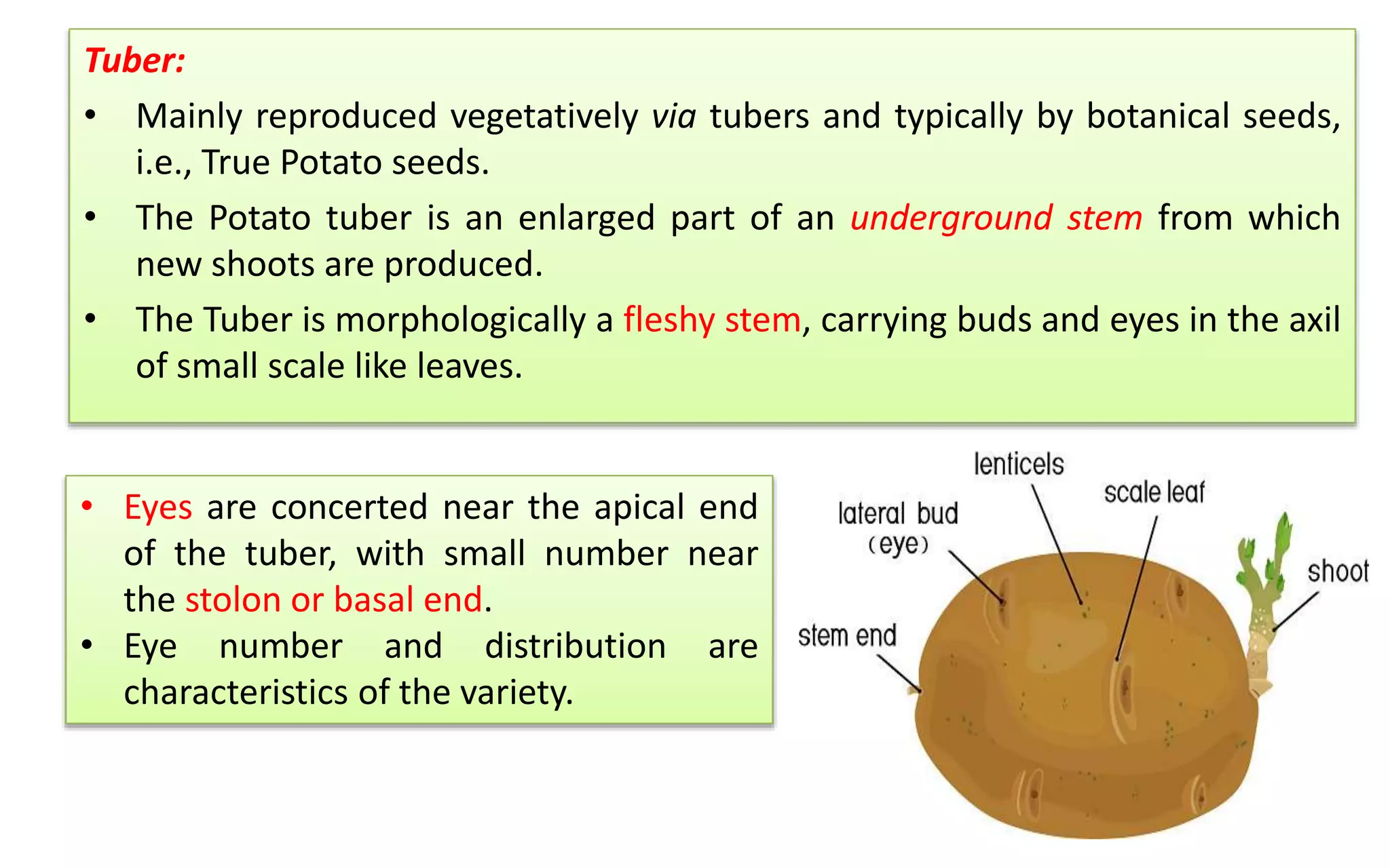 ADVANCES IN THE PRODUCTION TECHNOLOGY OF POTATO | PPTX