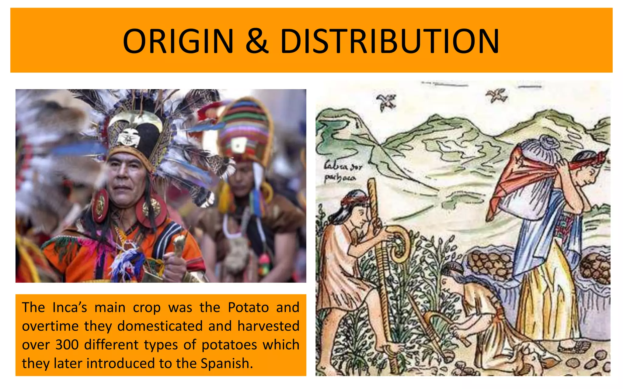 ADVANCES IN THE PRODUCTION TECHNOLOGY OF POTATO | PPTX