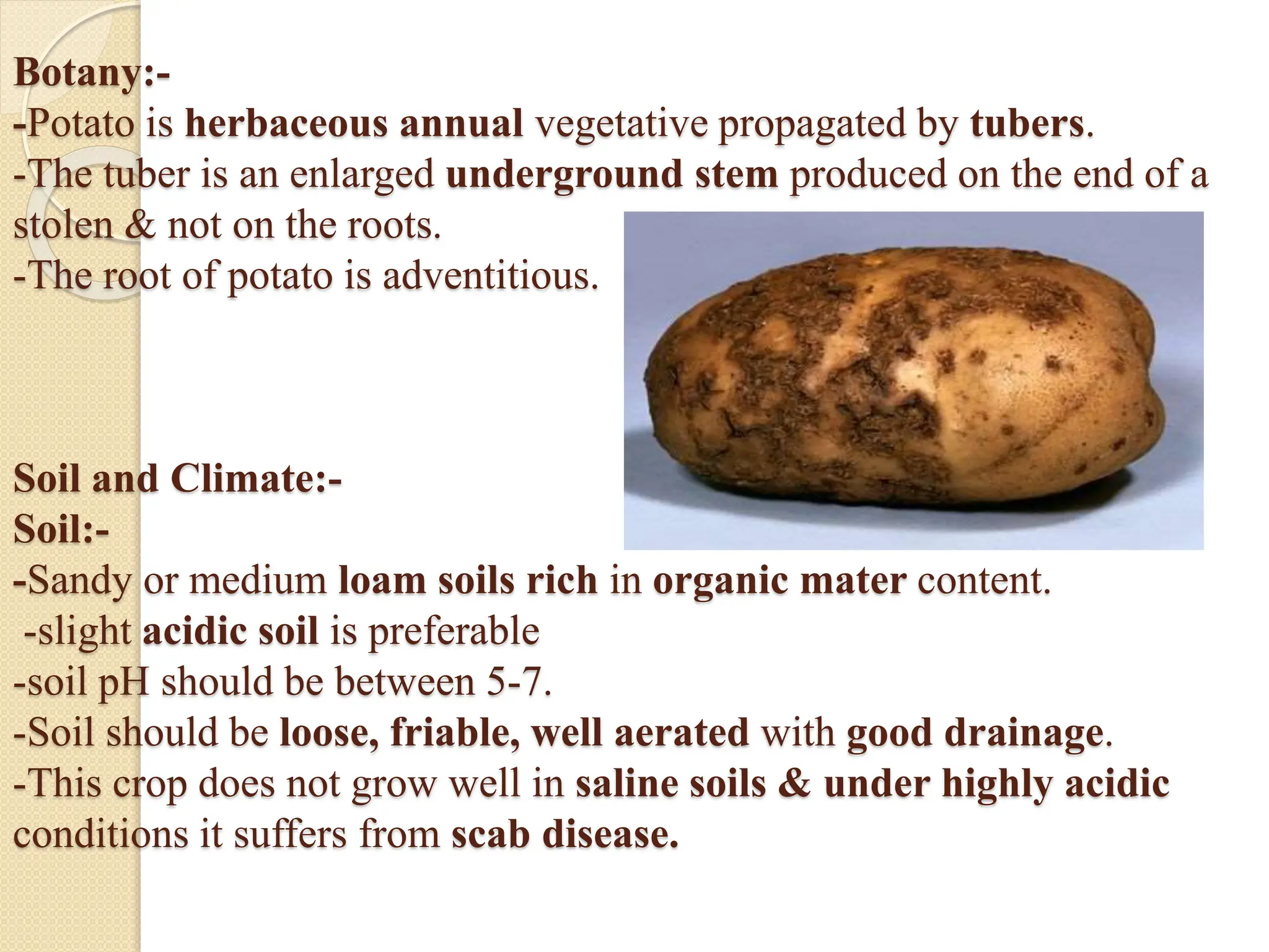 Potato.pptx Detail cultivation practices of potato | PPTX