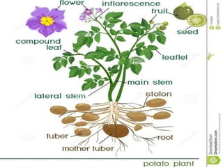 Potato.pptx Detail cultivation practices of potato | PPTX