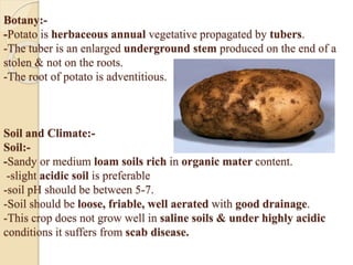 Potato.pptx Detail cultivation practices of potato | PPTX