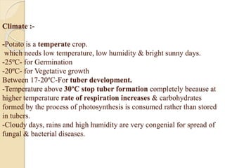 Potato.pptx Detail cultivation practices of potato | PPTX