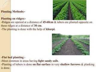 Potato.pptx Detail cultivation practices of potato | PPTX