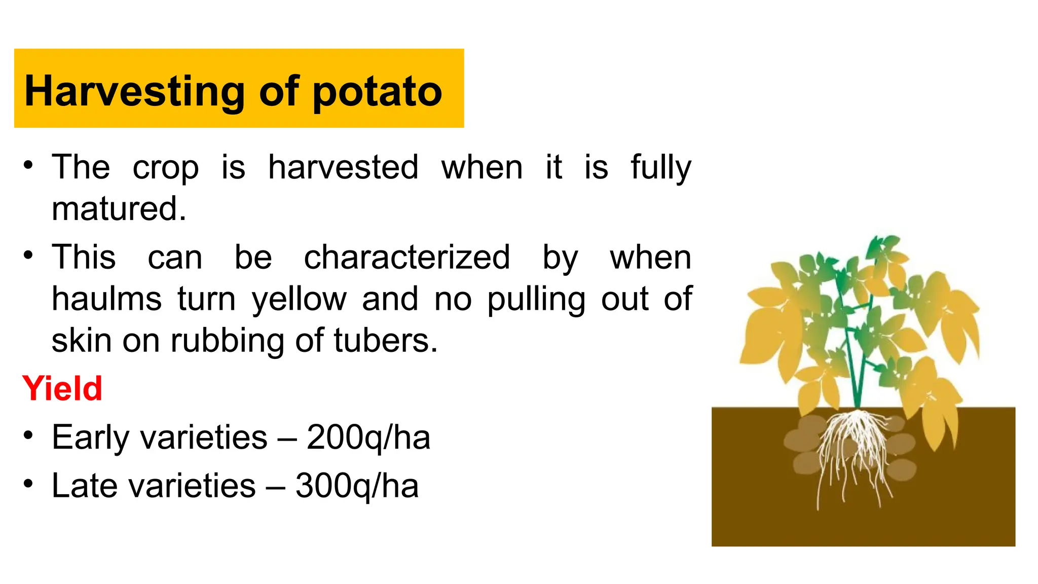 Potato ppt , potato vegetable presentation free , potata presentation ...