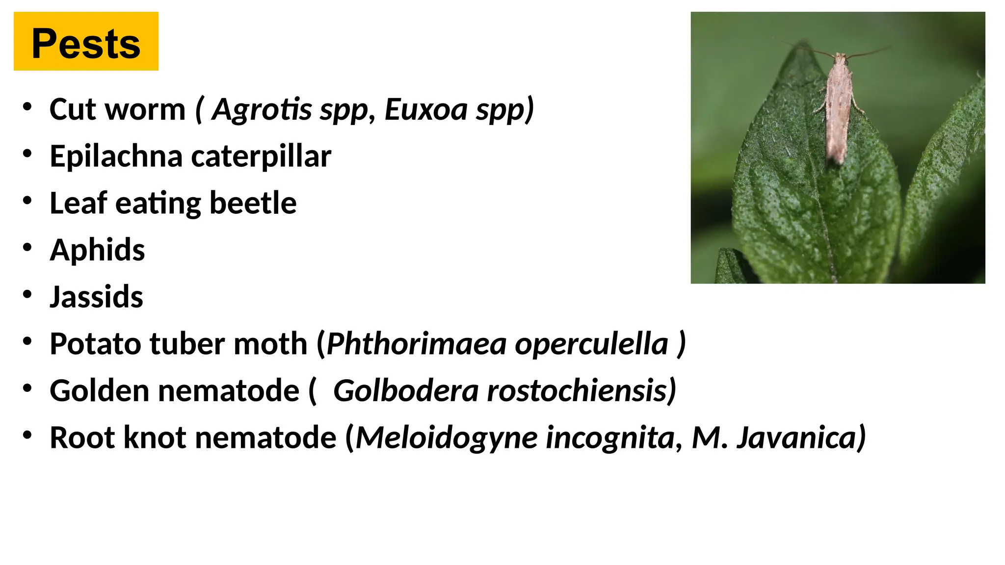 Potato ppt , potato vegetable presentation free , potata presentation ...