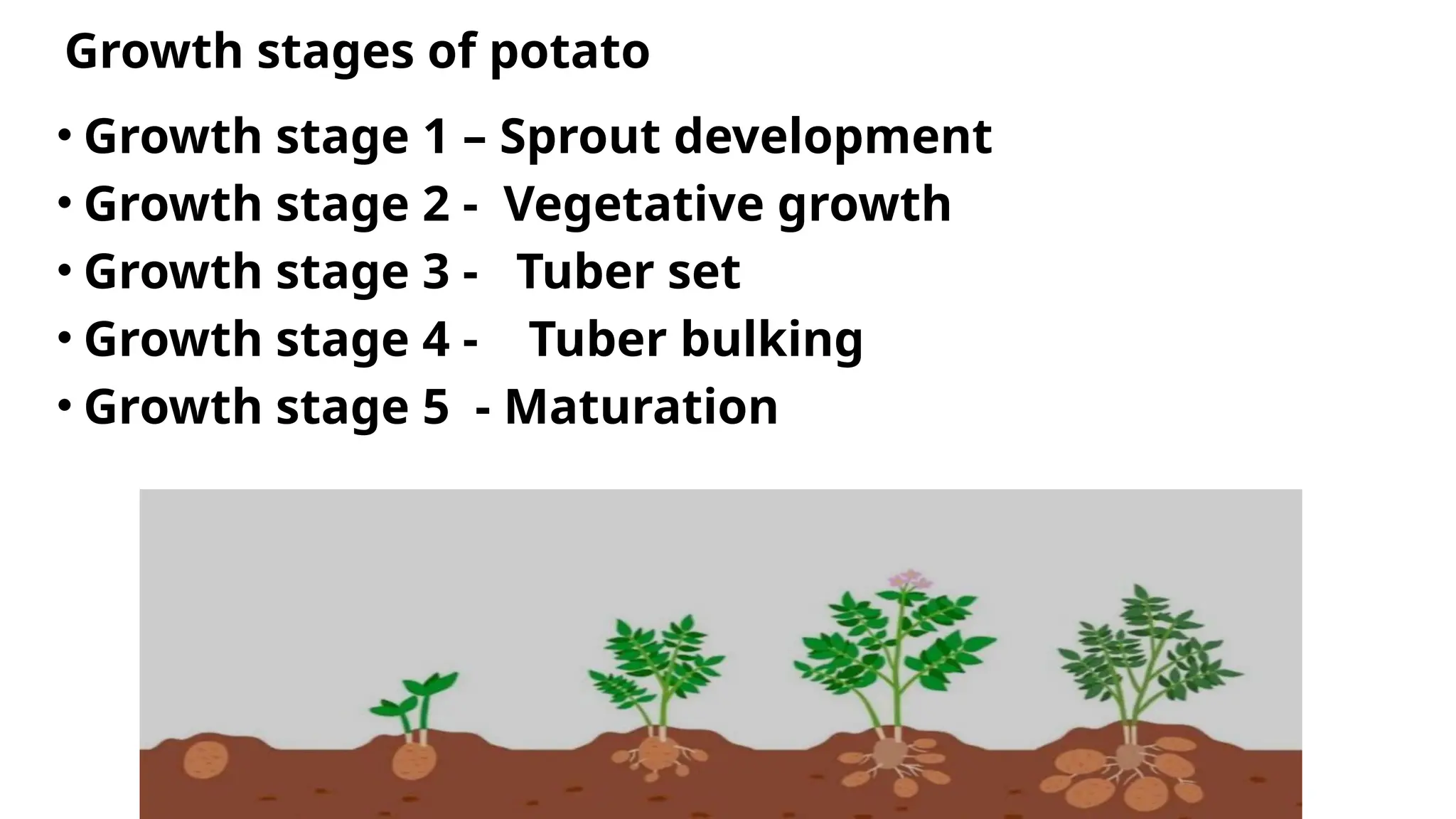 Potato ppt , potato vegetable presentation free , potata presentation ...
