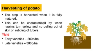 Potato ppt , potato vegetable presentation free , potata presentation ...