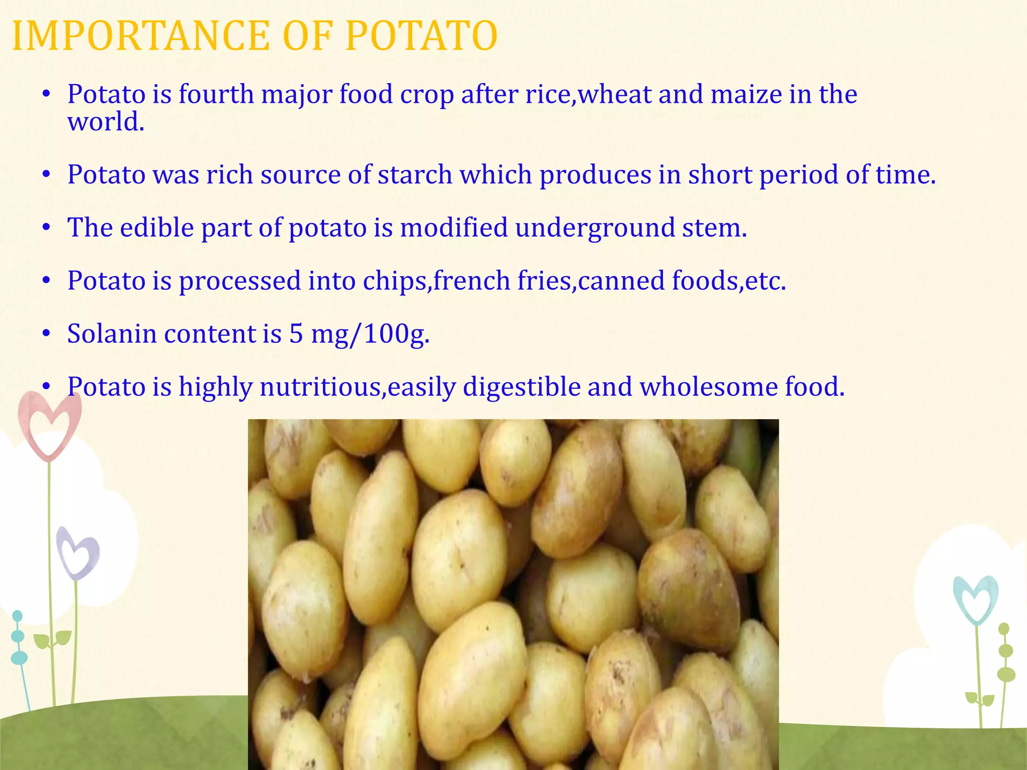 Potato | PPTX