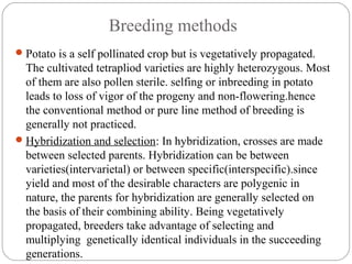 Potato breeding | PPT