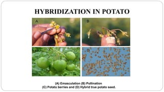 Potato breeding | PPT