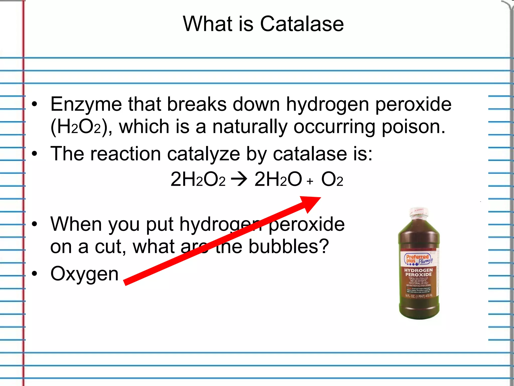 Potato catalse lab | PPT