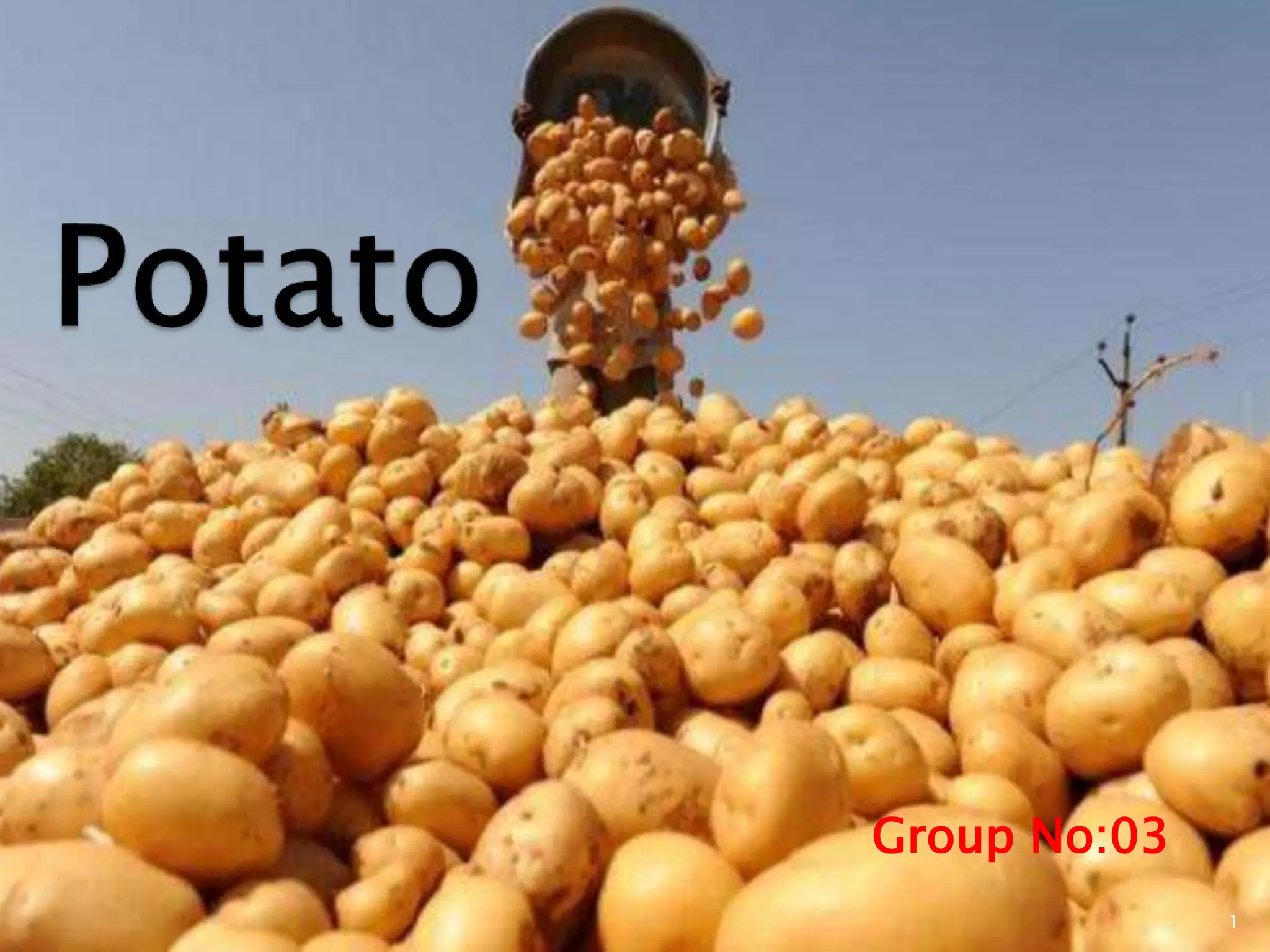 Potato cultivation | PPTX