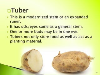 Potato cultivation | PPTX