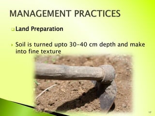 Potato cultivation | PPTX