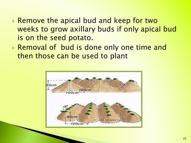 Potato cultivation | PPT
