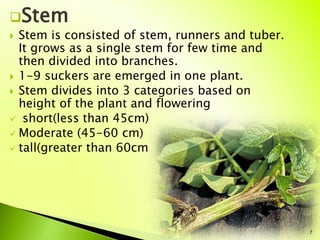 Potato cultivation | PPTX