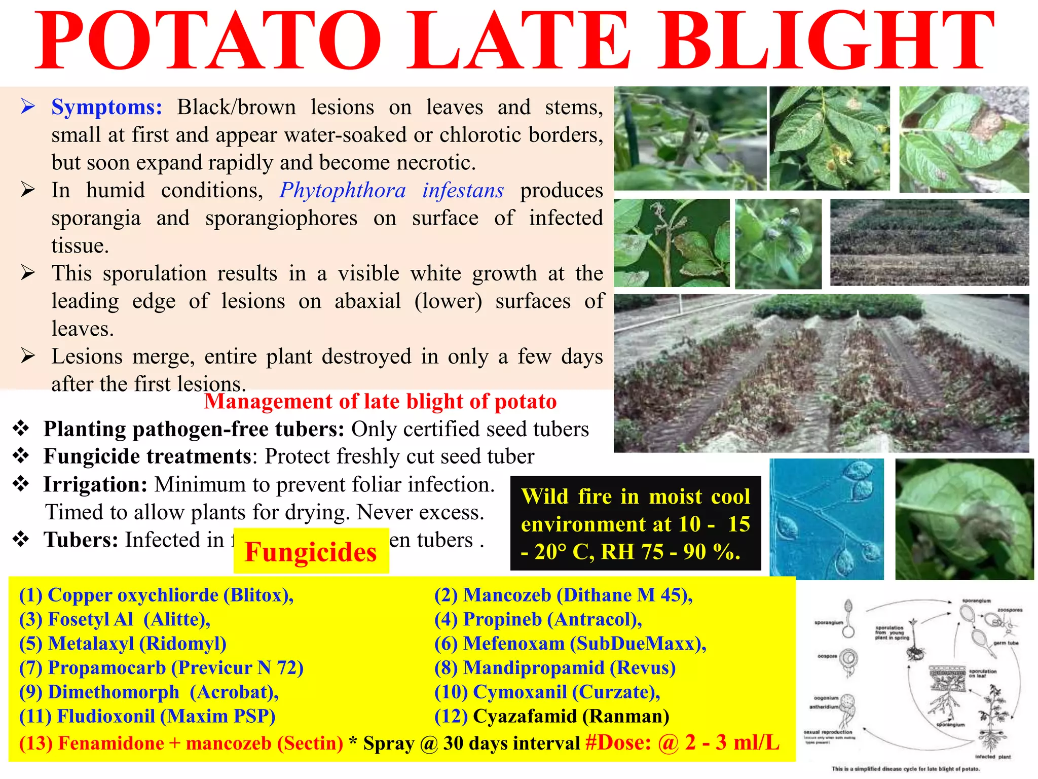 POTATO diseases 2020.pptx