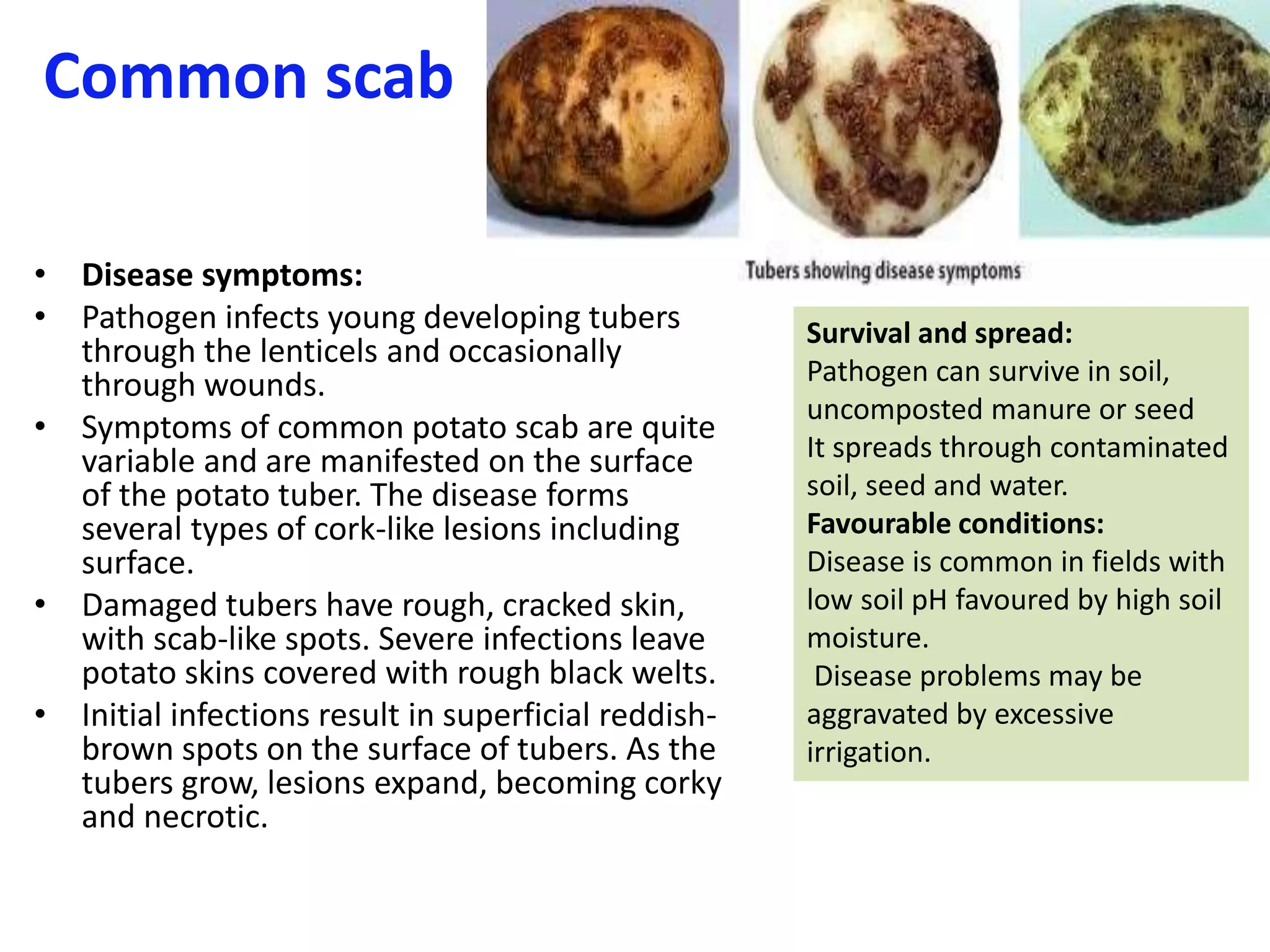POTATO diseases 2020.pptx