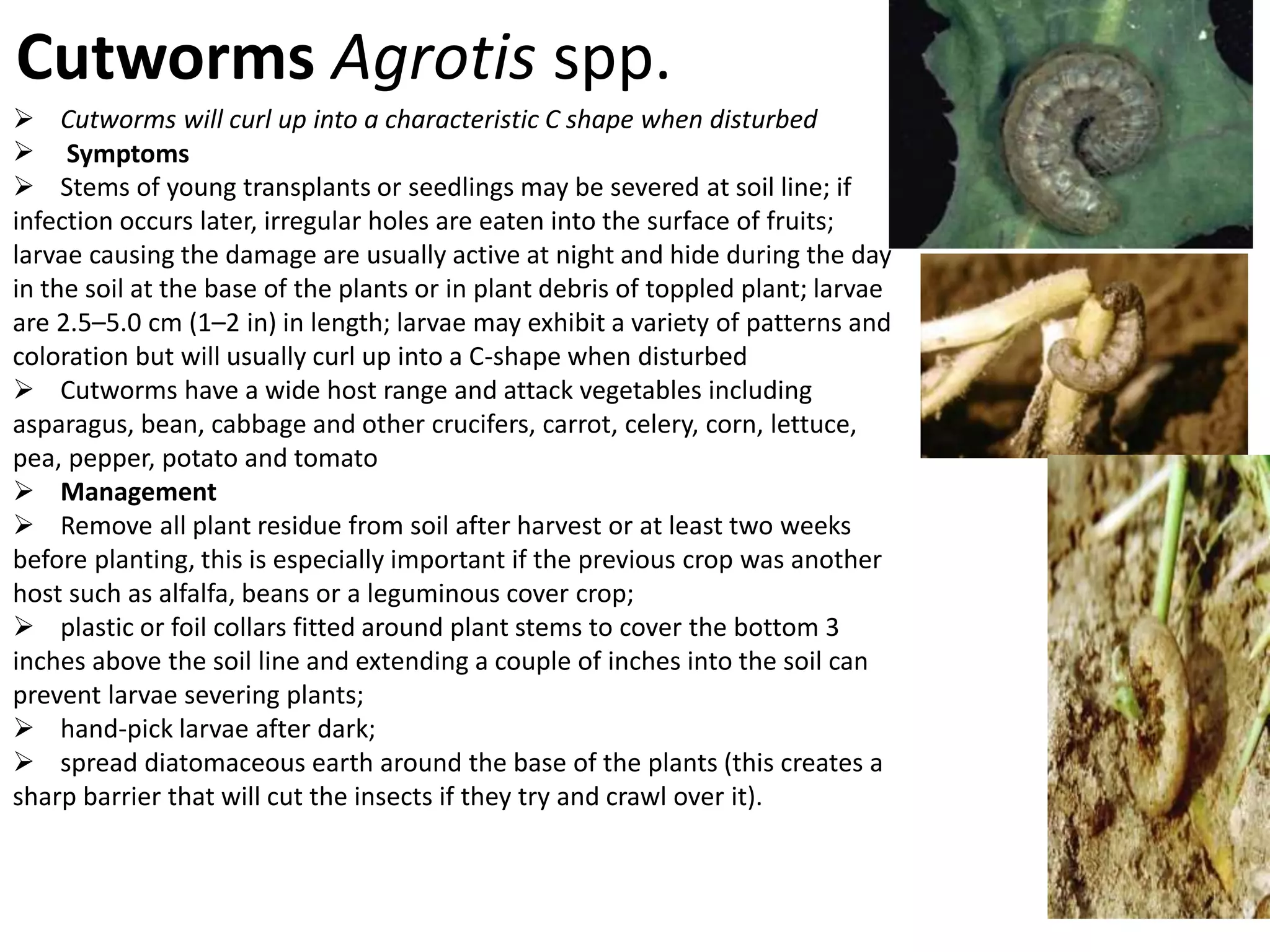 POTATO diseases 2020.pptx