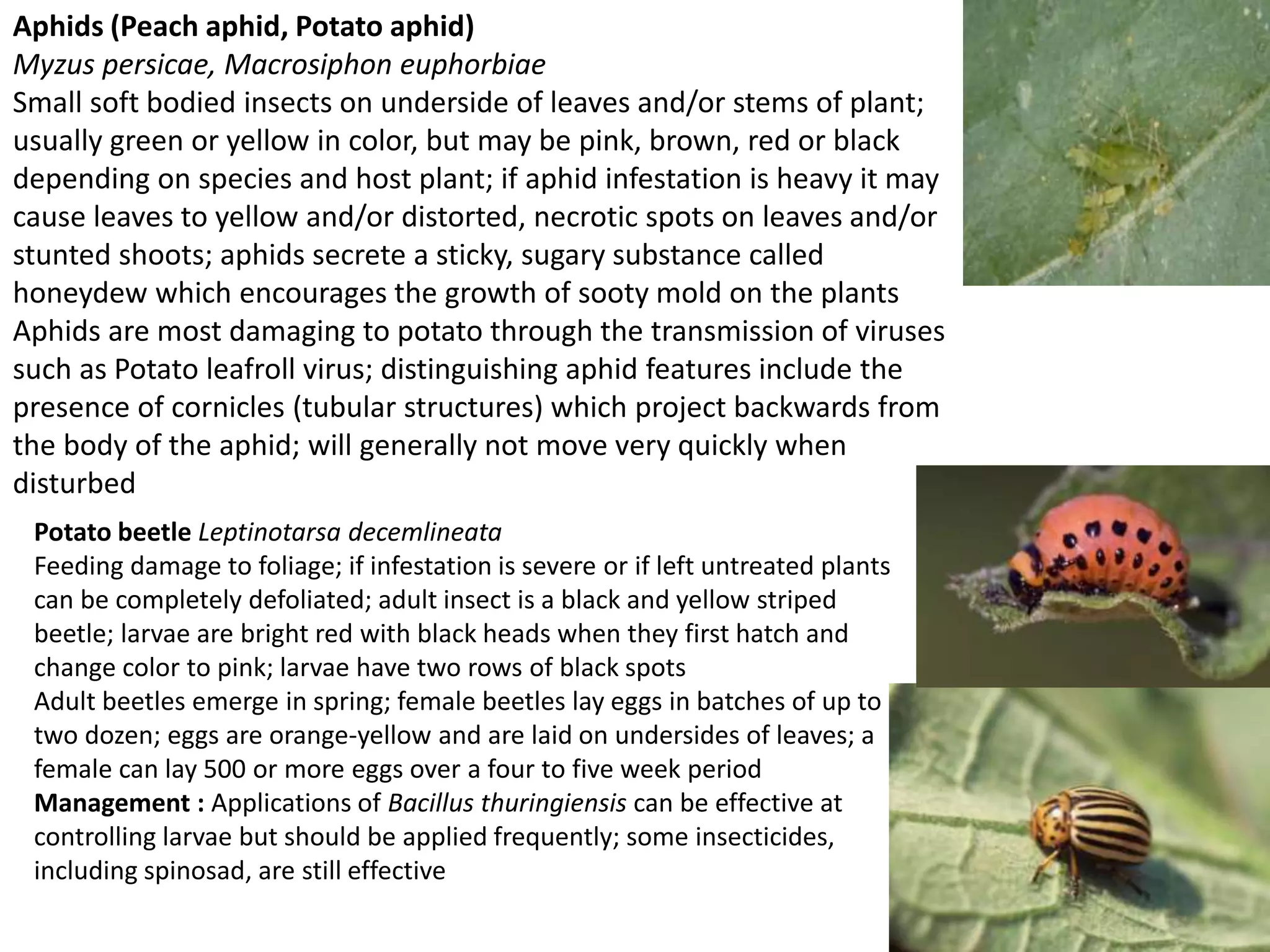 POTATO diseases 2020.pptx