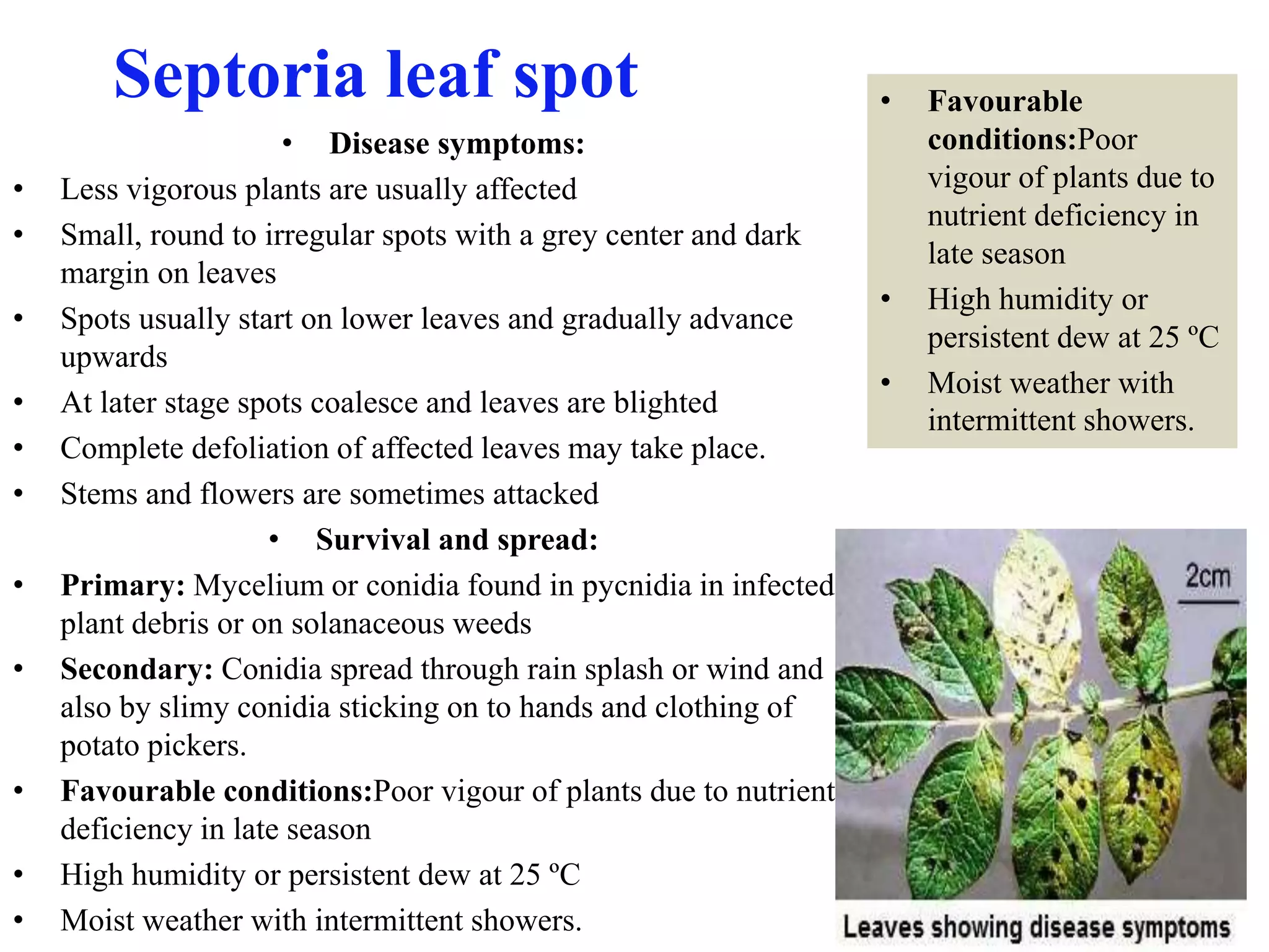 POTATO diseases 2020.pptx