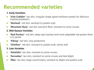 Potatoes.pptx