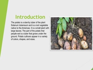 Potatoes.pptx