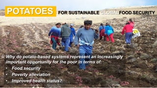Potatoes to improve sustainable global food security: Presentation at ...