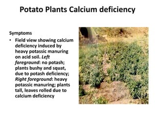 Potato hysiological disorderd By Mr. Allah Dad Khan Provincial ...