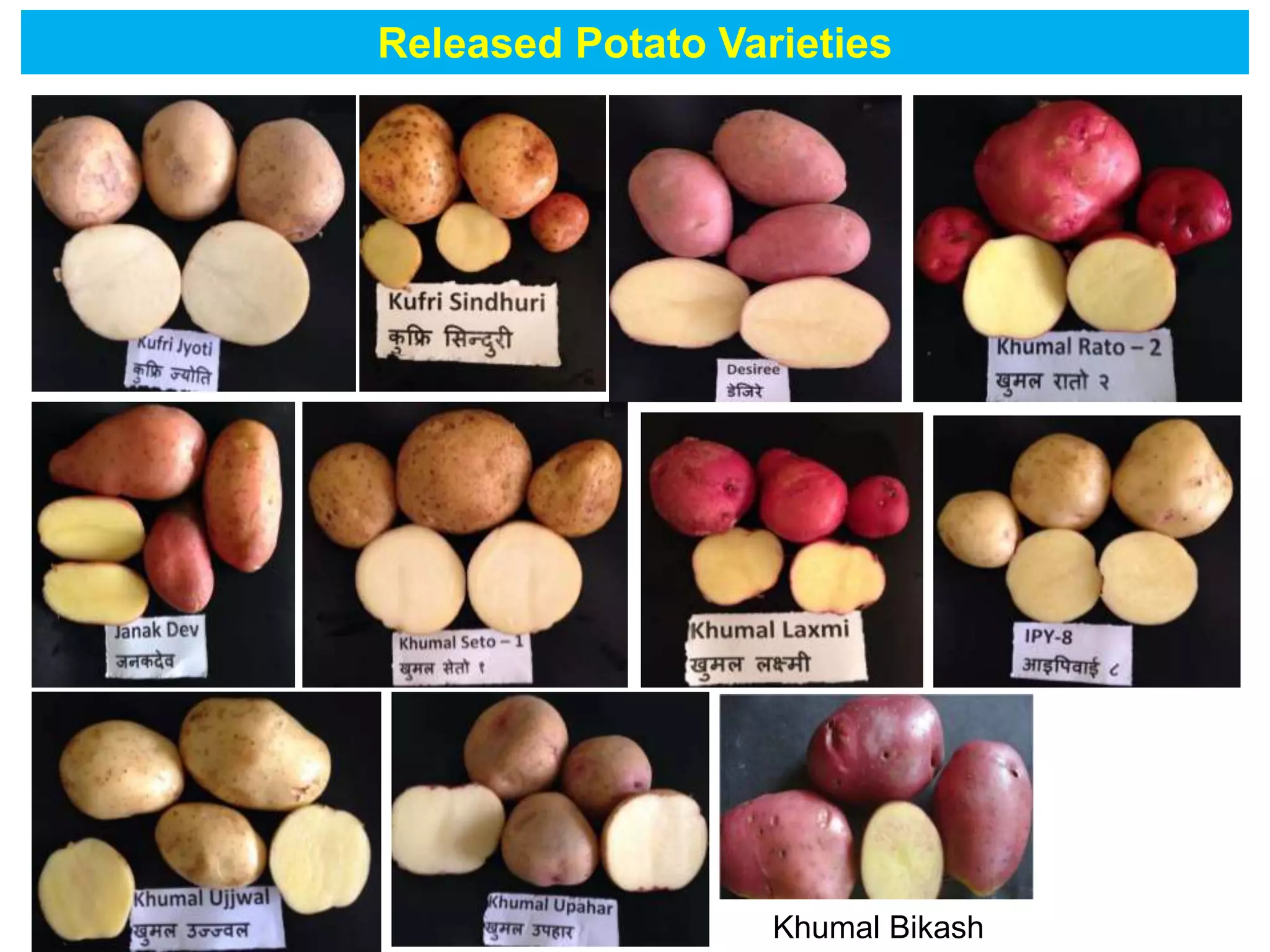 POTATO IMPROVEMENT in nepal .pptx