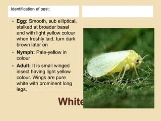 Potato insects A Lecture By Allah Dad Khan Provincial Coordinator IPM ...