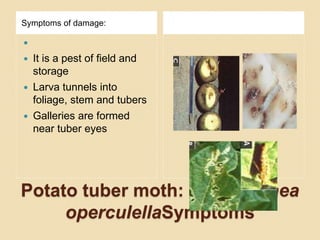 Potato insects A Lecture By Allah Dad Khan Provincial Coordinator IPM ...