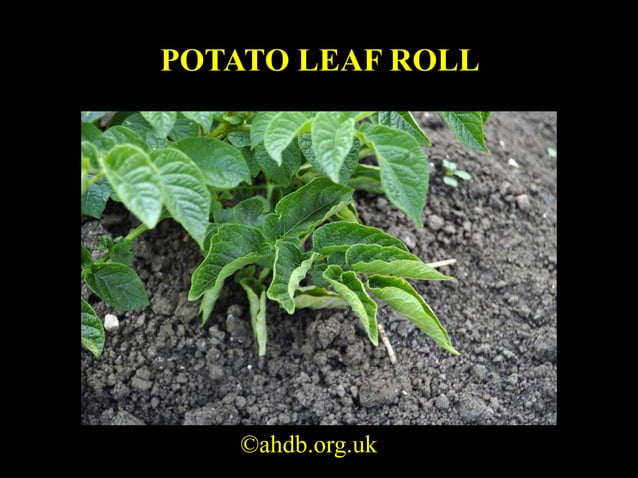 Potato leaf roll | PPTX | Gardening | Home & Garden