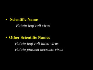 Potato leaf roll | PPTX