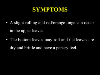 Potato leaf roll | PPTX | Gardening | Home & Garden