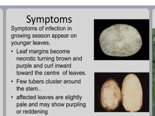 potato leaf roll virus.pptx