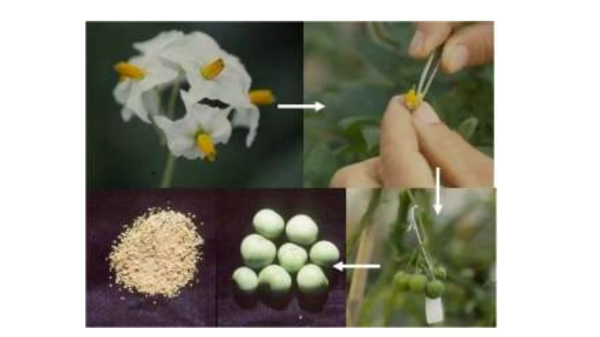 Potato breeding | PPTX