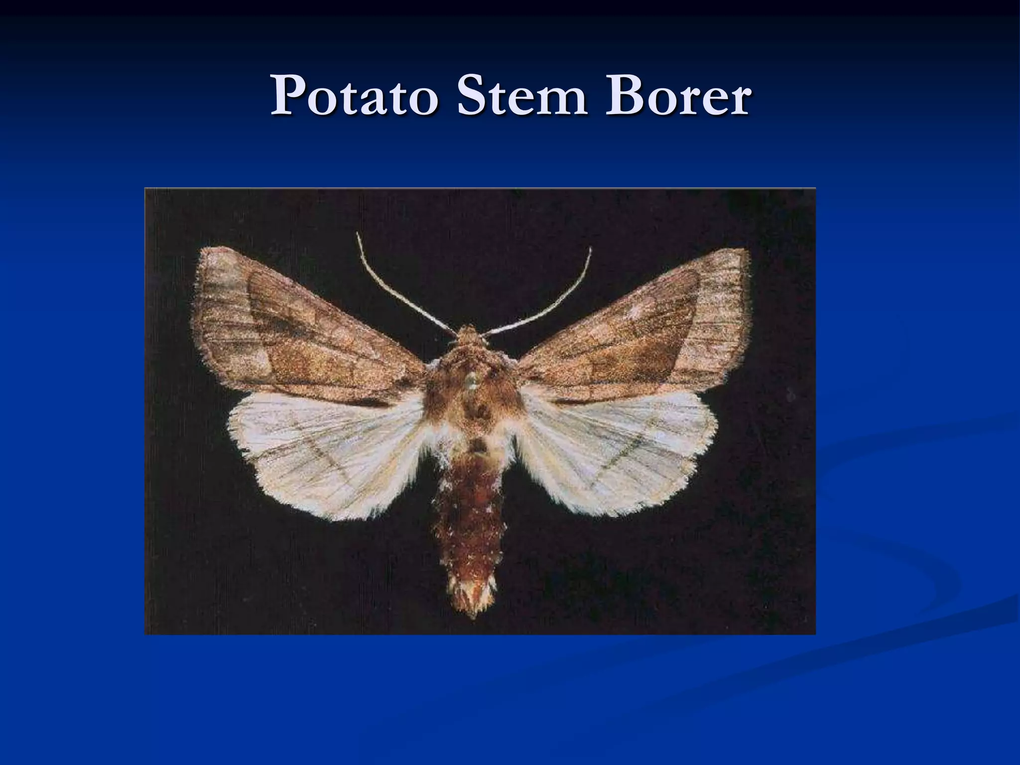 IPM - Potato pests | PPT