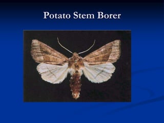 IPM - Potato pests | PPT